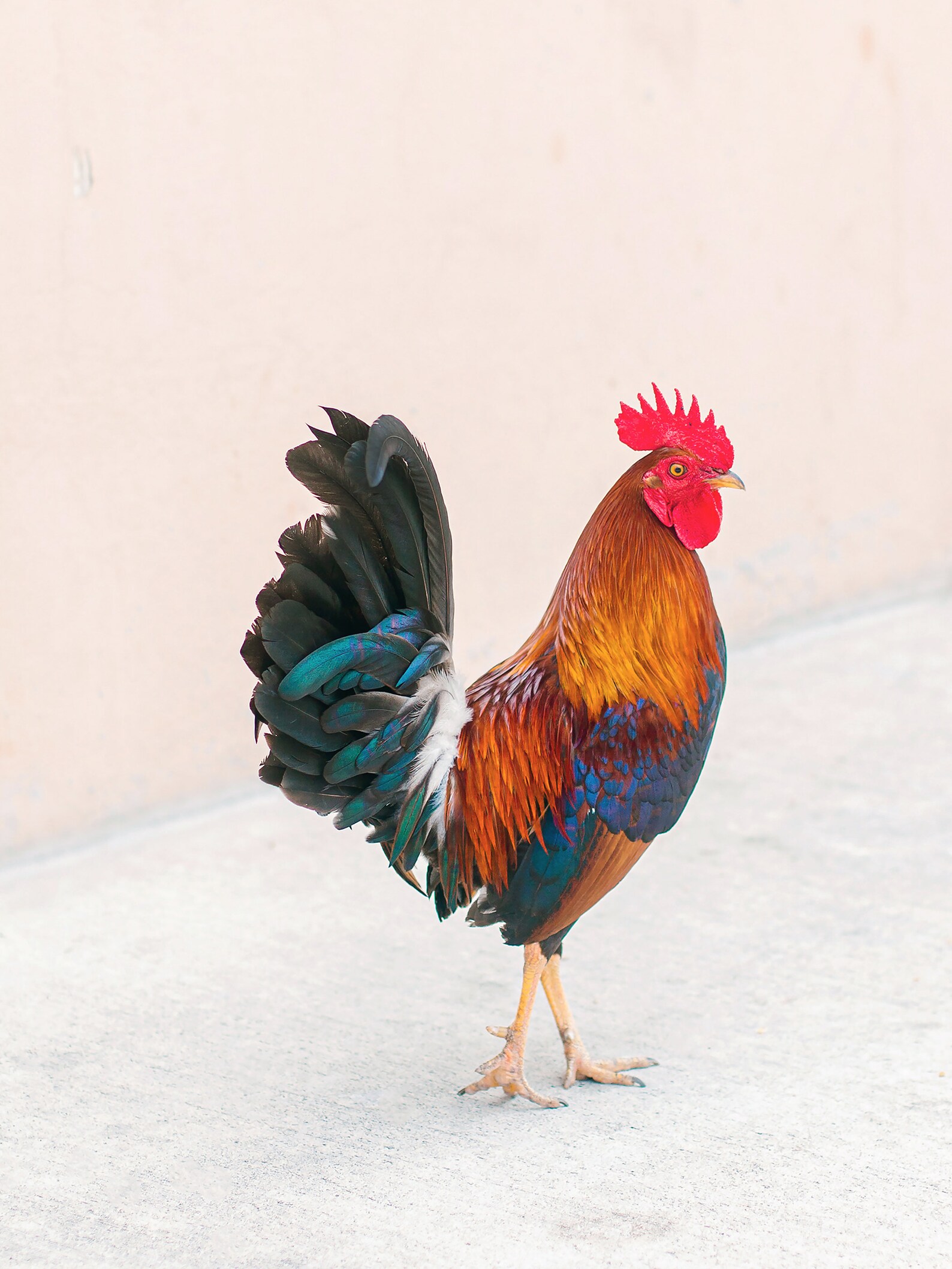 Rooster, Key West, Florida, Key West Culture, Florida Keys Photography ...