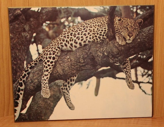 1972 Leopard in Tree Wall Plaque Contemporary Wall Decor | Etsy