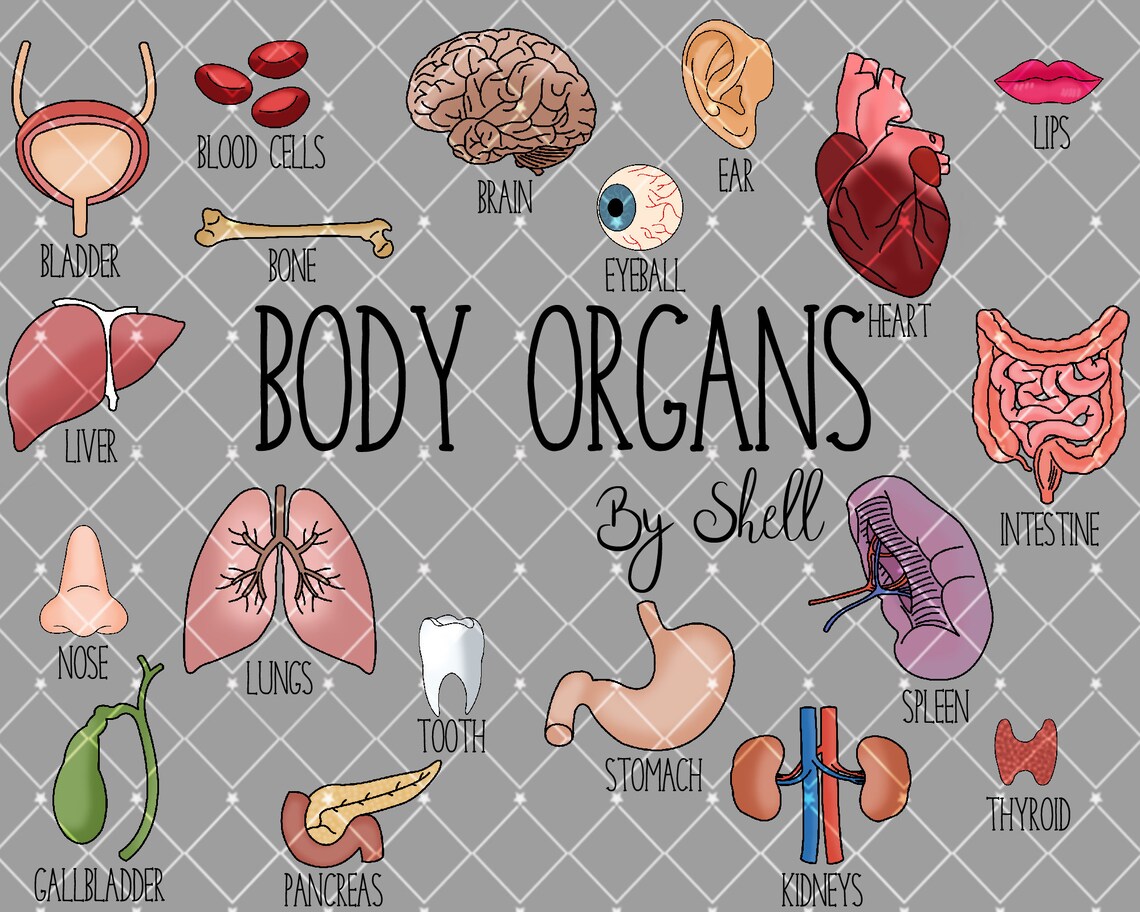 Body Organs Clipart Instant Download Heart Lungs Brain | Etsy