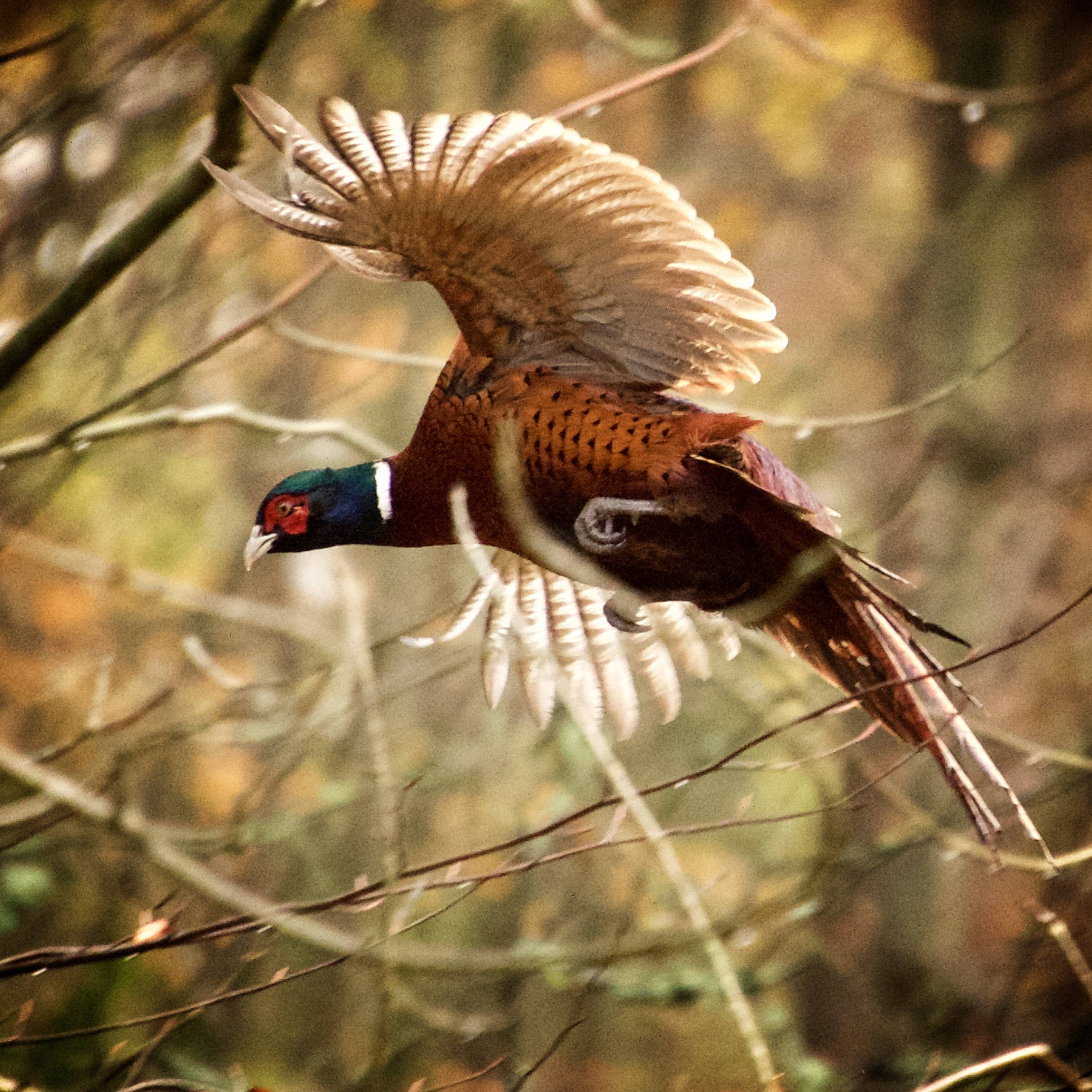 Pheasant in Flight - Photographic Print - Etsy Denmark