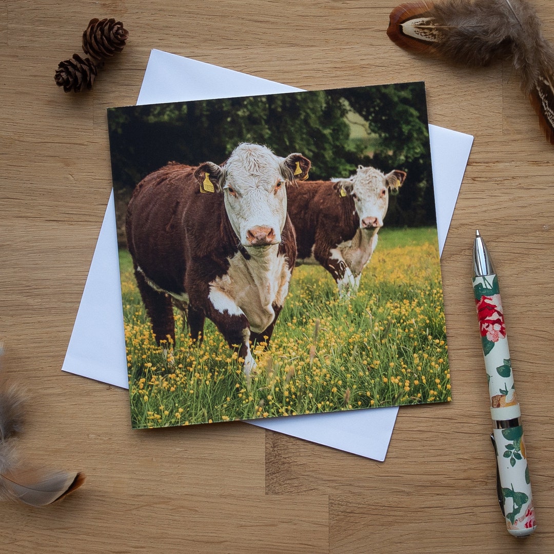 Greetings Card - Buttercup, Hereford Cows - Etsy