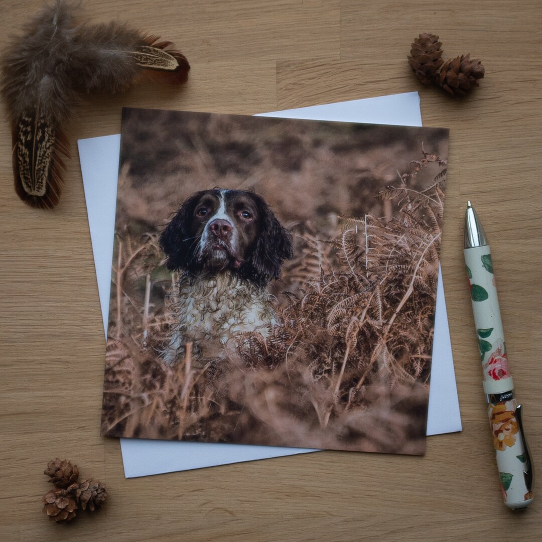 Greetings Card - Spaniel in Bracken, Springer Spaniel - Etsy UK