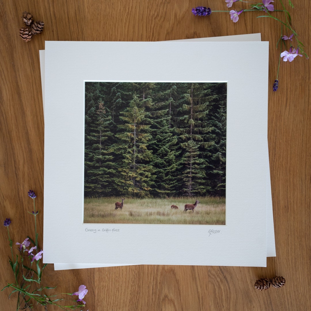 Grazing in Griffin Forest Photographic Print, Herd of Deer - Etsy