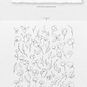Delicate Cotton Outline Clipart. Botanical Lineart Prints, Flower ...