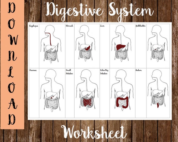 MCAT Digestive System Study Sheet - Etsy