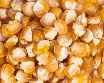 Sweet Corn Seeds - Etsy
