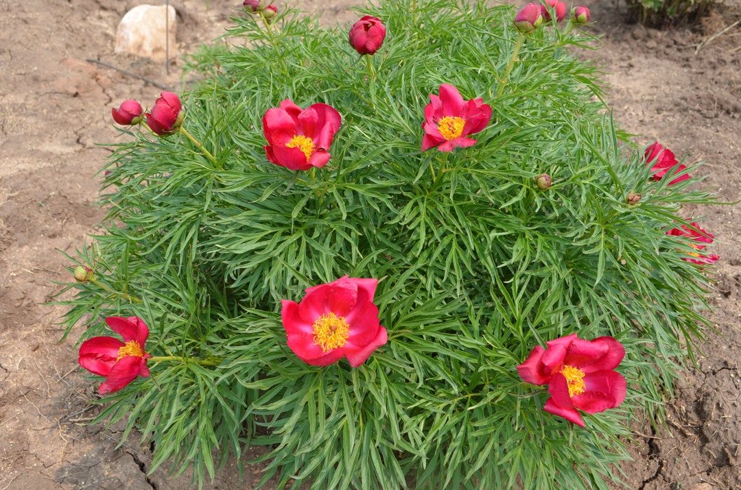 PREORDER Hybrid Fern-leaf Peony - Flower of Unknown Origin ** FREE ...