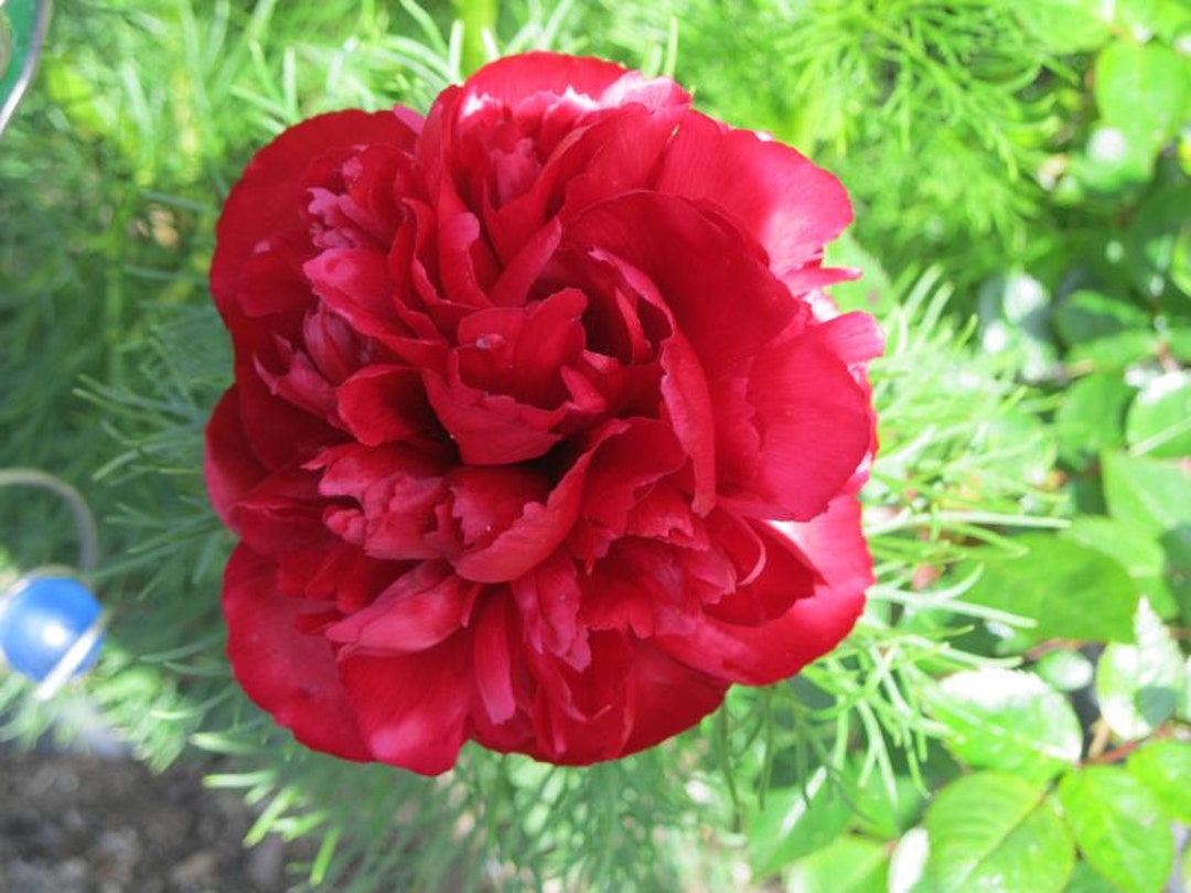 Heirloom Fern Leaf Peony Root: Double Red Blooms, Fern-like Foliage ...
