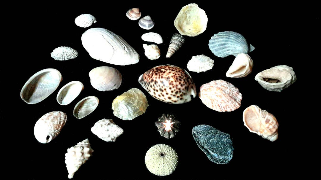 Dutch Mother of Pearl Shell Seashell Decor Seashell Ornament Seashell ...