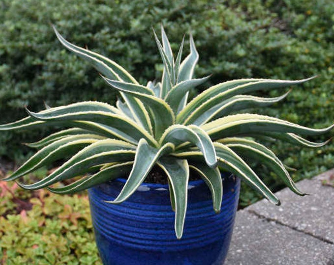 Navajo Princess Mangave Large STARTER Plant Agave/manfreda Hybrid Great ...