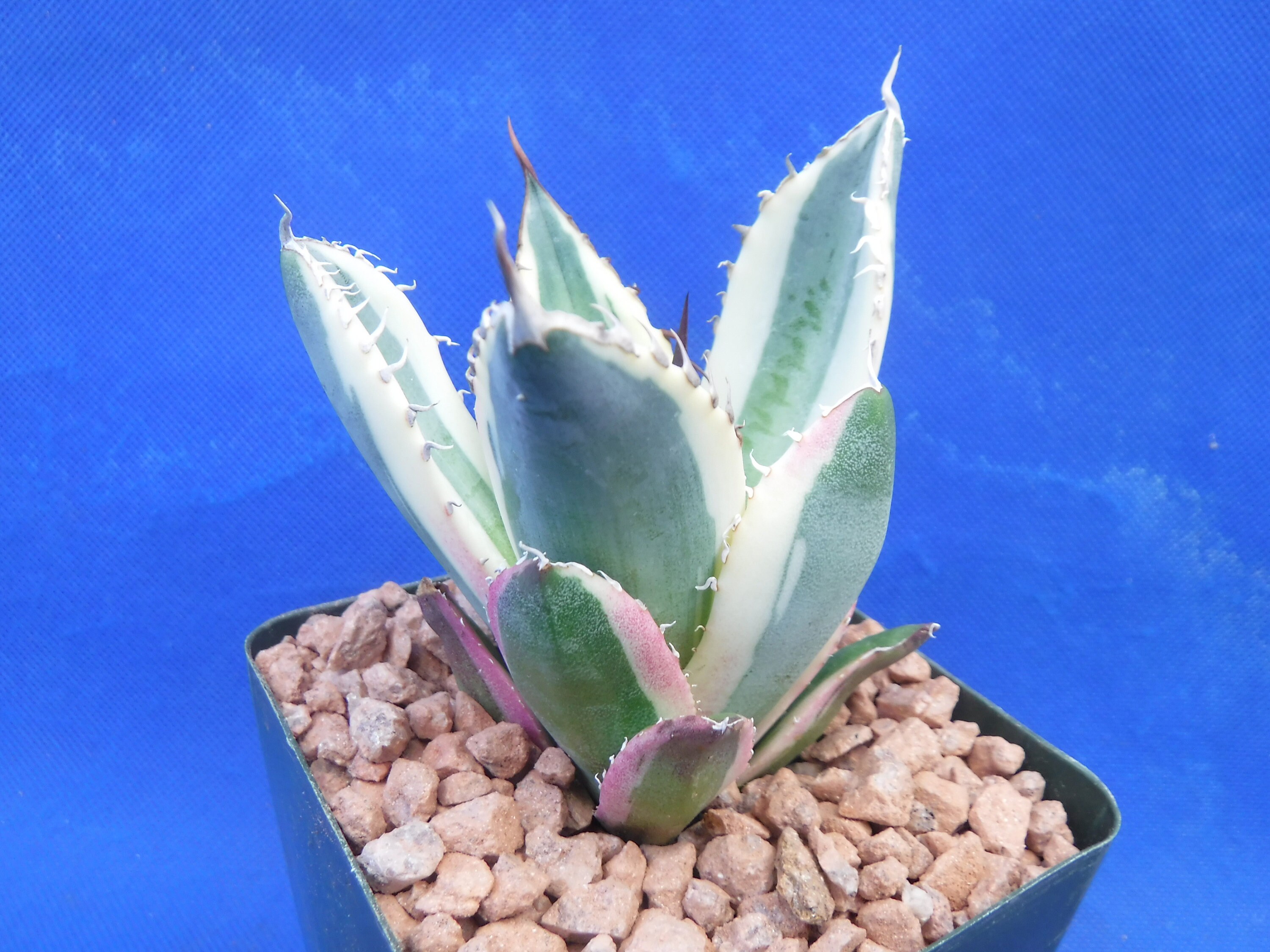 Agave titanota Snaggle Tooth Variegated RARE RARE | Etsy