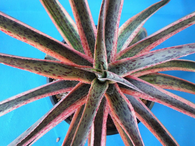 Mangave "kaleidoscope" VARIEGATED Manfreda X Agave Succulent STARTER ...