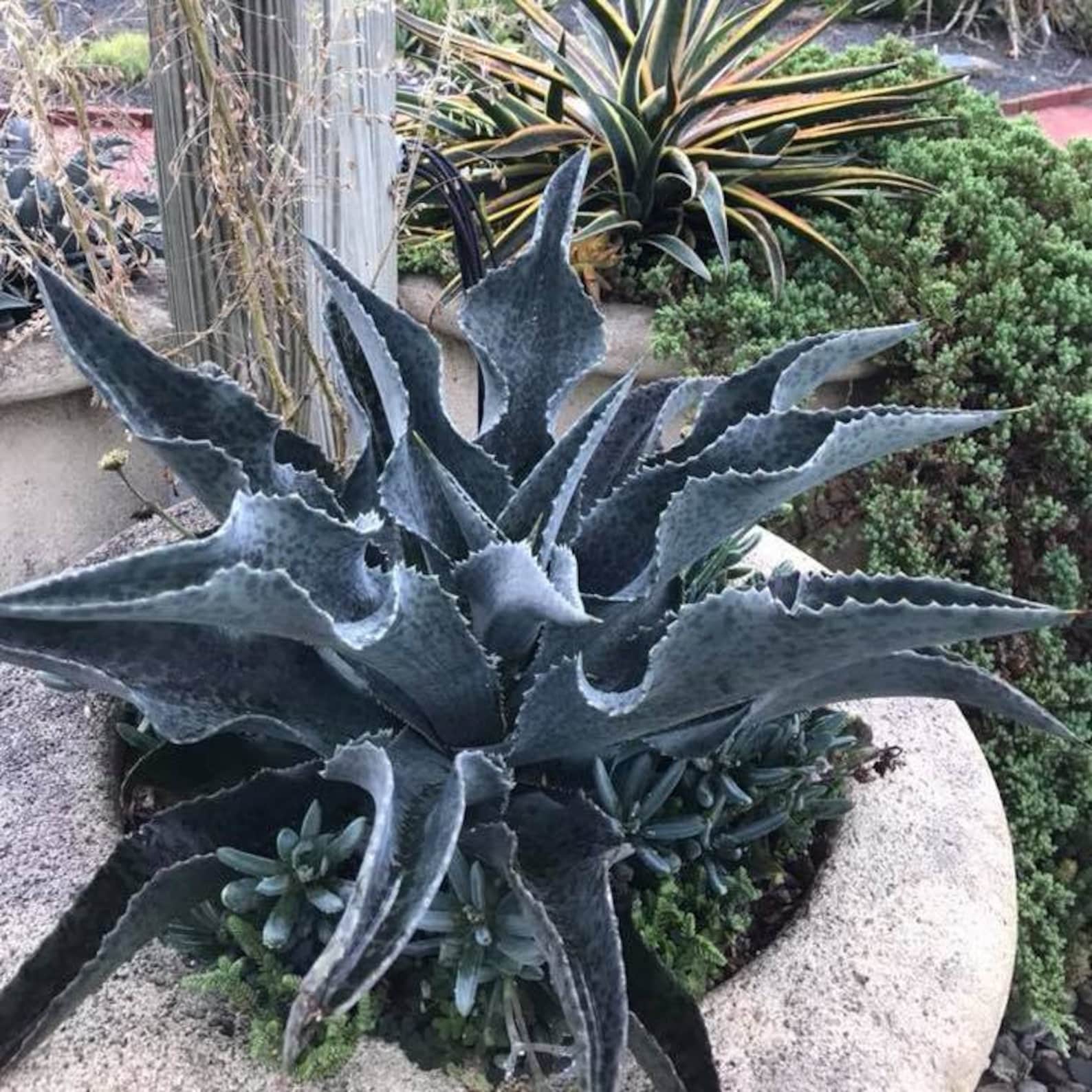 Catch a Wave Mangave STARTER Plant Agave/manfreda Hybrid Great COLORS 4 ...