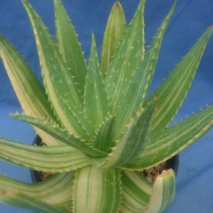 Aloe tiger Taffy VARIEGATED Hybrid Very Easy to Grow 10 Wide 6 Pot Size ...
