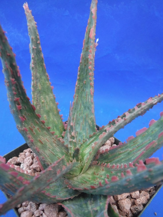 Aloe Hybrid: spike 3-4 Plants Easy 2 Grow | Etsy