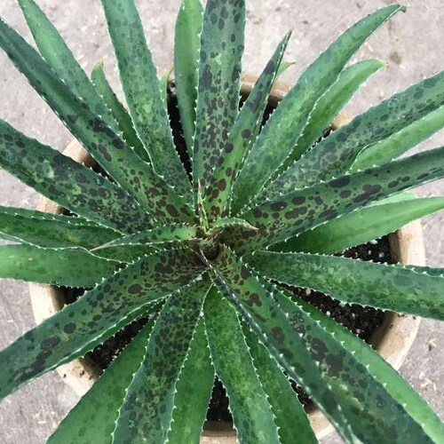 Red Wing Mangave STARTER Plant Agave/manfreda Hybrid Great | Etsy