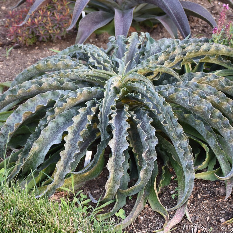 Dreadlocks Mangave STARTER Plant Agave/manfreda Hybrid Amazing - Etsy