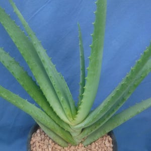 Aloe 'tangerine' HYBRID Arborescens X Ferox INTENSE BLOOMS Starter ...