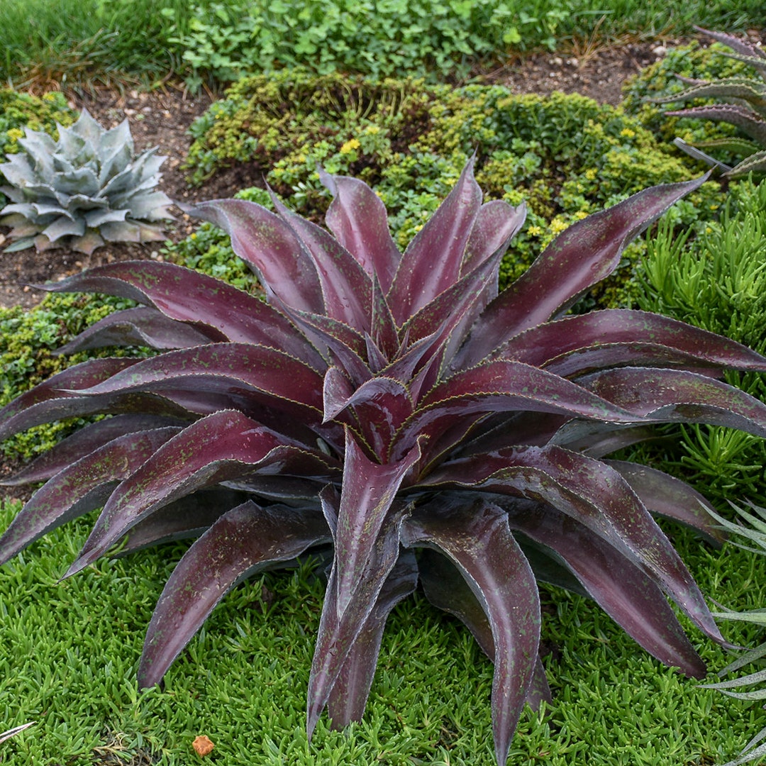 Mission to Mars Mangave STARTER Plant Agave/manfreda Hybrid Great ...