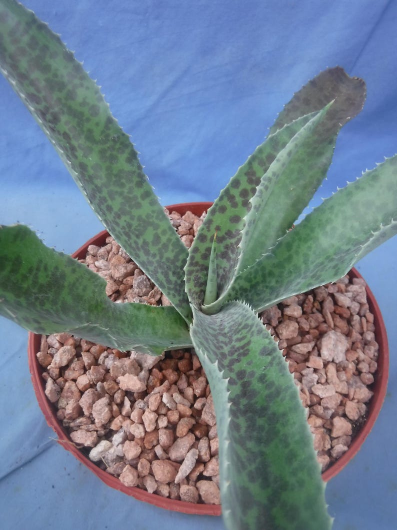 Catch a Wave Mangave STARTER Plant Agave/manfreda Hybrid Great COLORS 6 ...