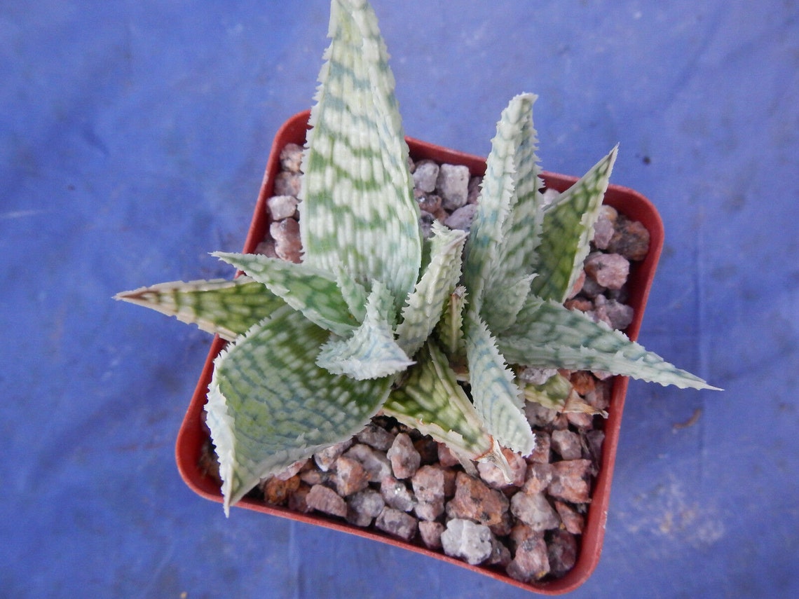 Aloe Delta Lights Kelly Griffin Hybrid Succulent | Etsy