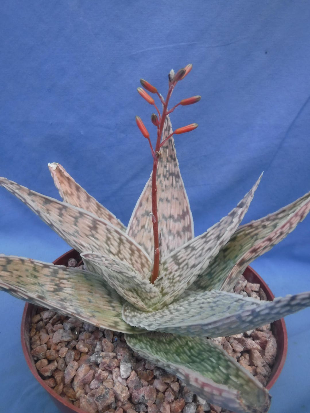Aloe Hybrid "delta Lights" Succulent Plant Fantastic Green! 9" Wide 6 ...
