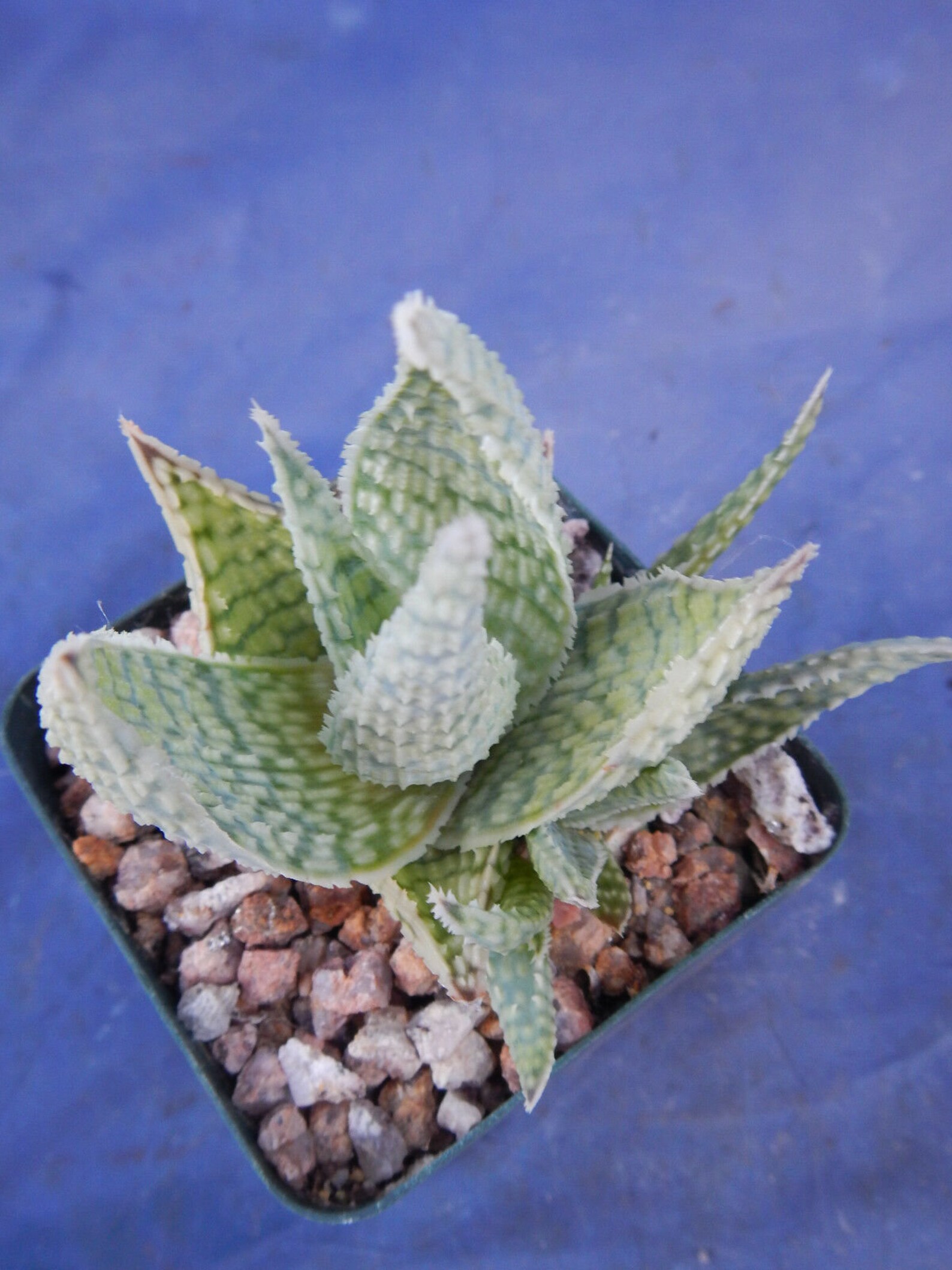 Aloe Delta Lights Kelly Griffin Hybrid Succulent | Etsy