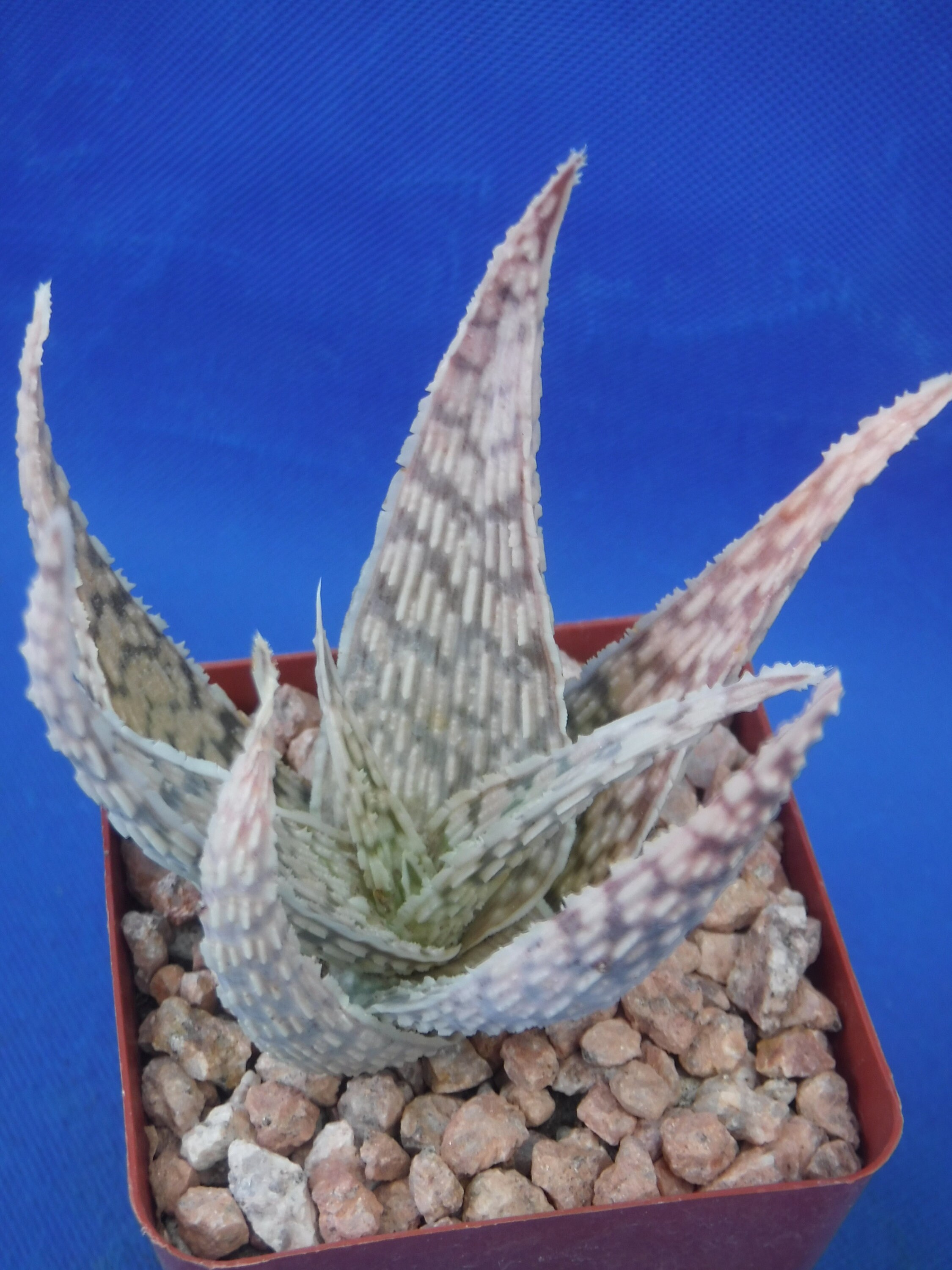 Aloe Delta Lights Kelly Griffin Hybrid Succulent | Etsy