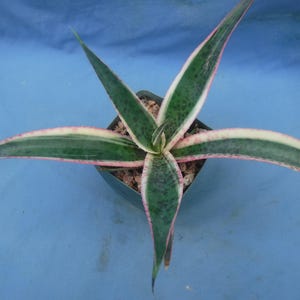 Snow Leopard Mangave 6" to 8" Wide STARTER Plant Agave/manfreda Hybrid ...