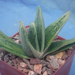 Gasteria Aloe Hybrid Gasteraloe "little Warty" Succulent 3" Pot Size 3 ...