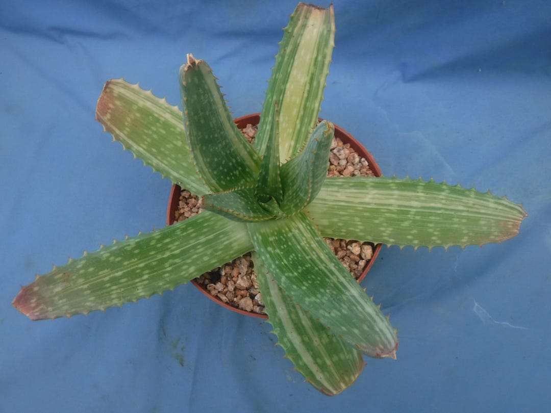 Aloe "tiger Taffy" VARIEGATED! Hybrid! Very Easy to Grow 11" Wide 6 ...