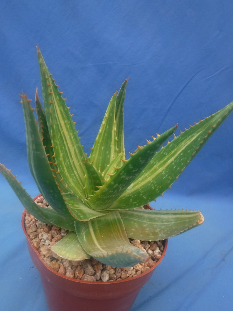 Aloe "tiger Taffy" VARIEGATED! Hybrid! Very Easy to Grow 9"-12" Wide 6 ...
