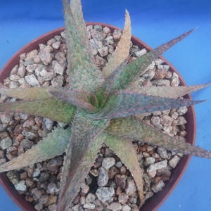 Aloe Hybrid: Raspberry Ruffles Plant 6" to 8" Wide Easy to Grow ...