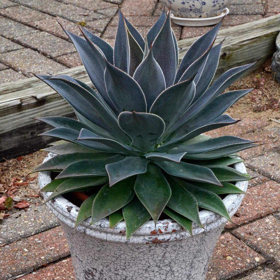 Lavender Lady Mangave STARTER Plant Agave/manfreda Hybrid - Etsy Canada