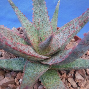 Aloe Hybrid: Raspberry Ruffles Plant 6" to 8" Wide Easy to Grow ...
