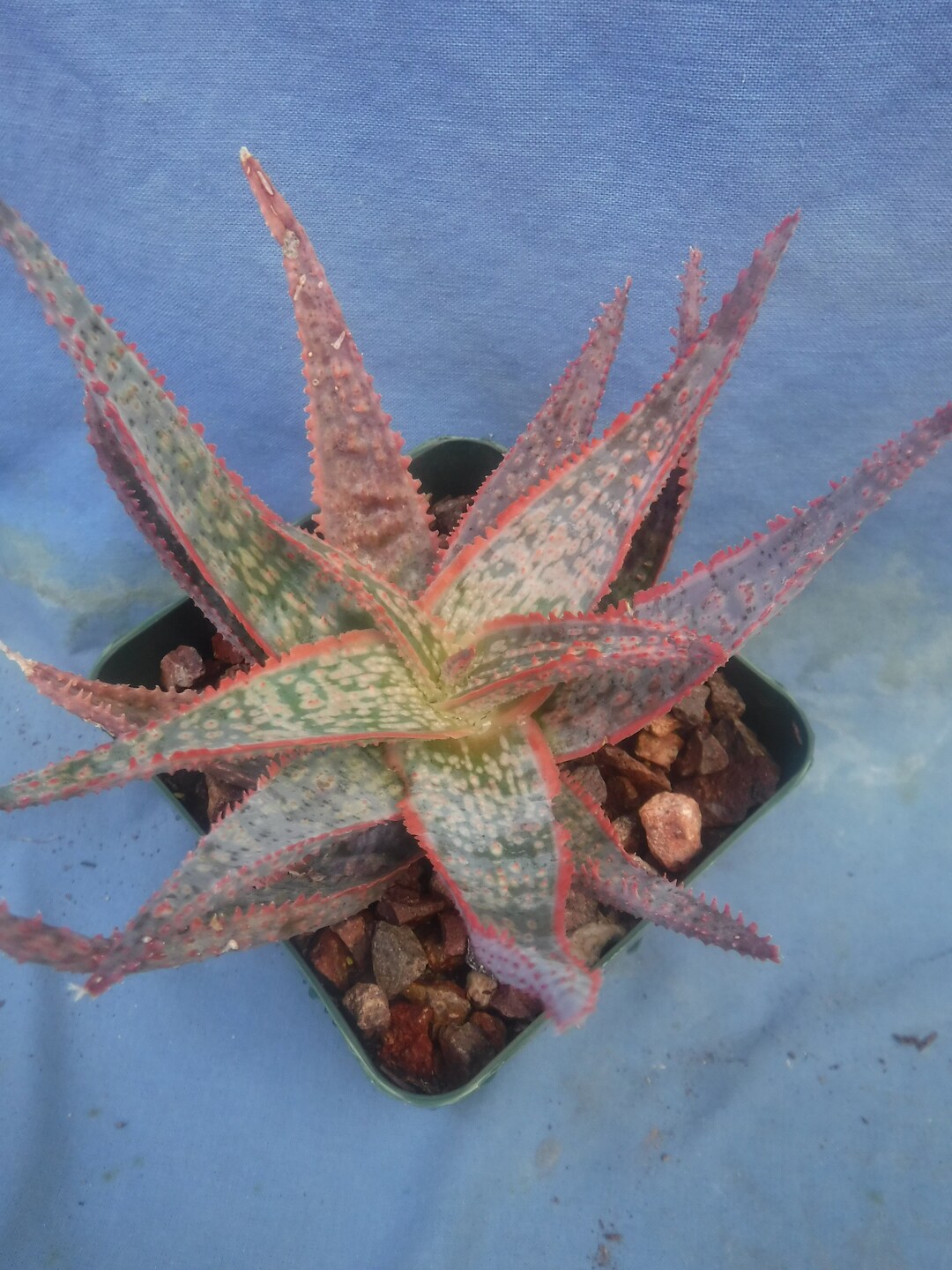 Aloe Hybrid: "bright Star" Rooted Plants 3"+ Easy 2 Grow Succulent ...