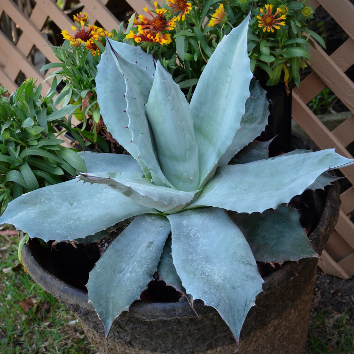 Agave Ovatifolia "frosty Blue" Starter Plants 3" to 4" Wide. COLD HARDY ...