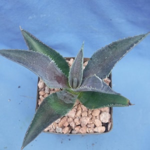 Silver Fox Mangave STARTER Plant Agave/manfreda Hybrid Great COLORS ...
