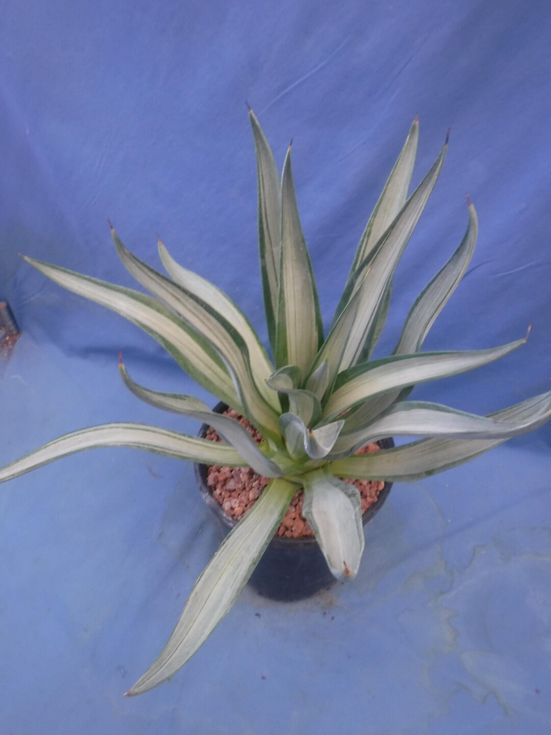 Agave Desmettiana "quicksilver" Variegated Agave 14" Wide Whitish ...