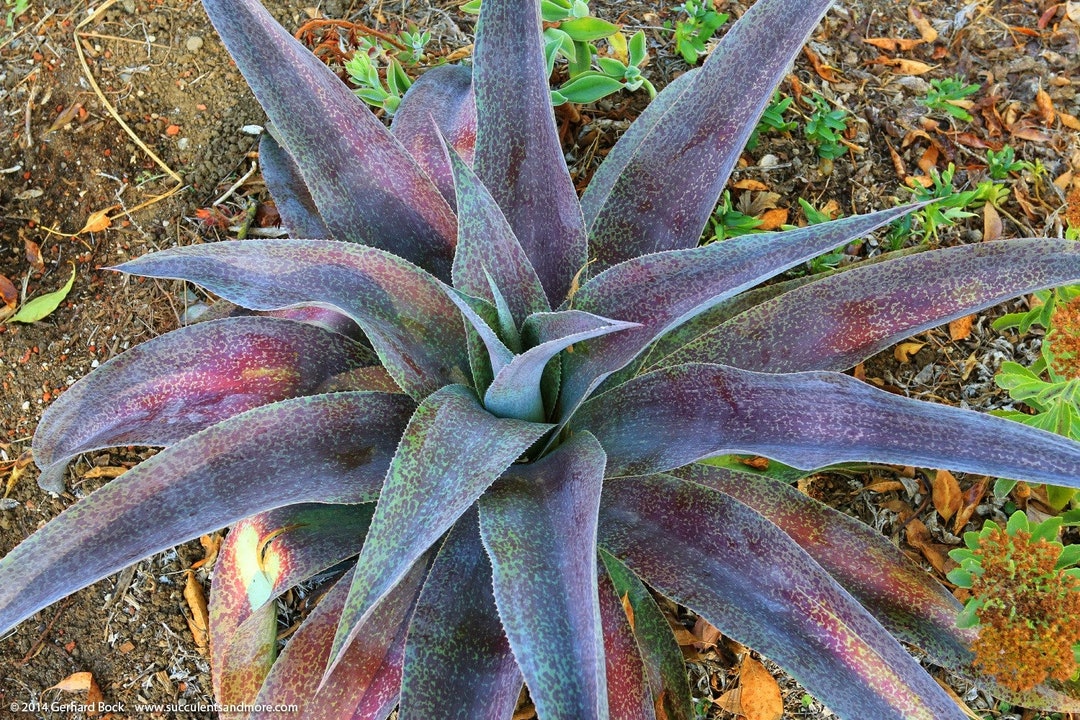 Macho Mocha Mangave STARTER Plants Agave & Manfreda Hybrid 6"-8" Wide ...