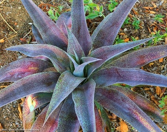Mint Chocolate Chip Mangave Starter Plant Agave & Manfreda Hybrid 4" to ...