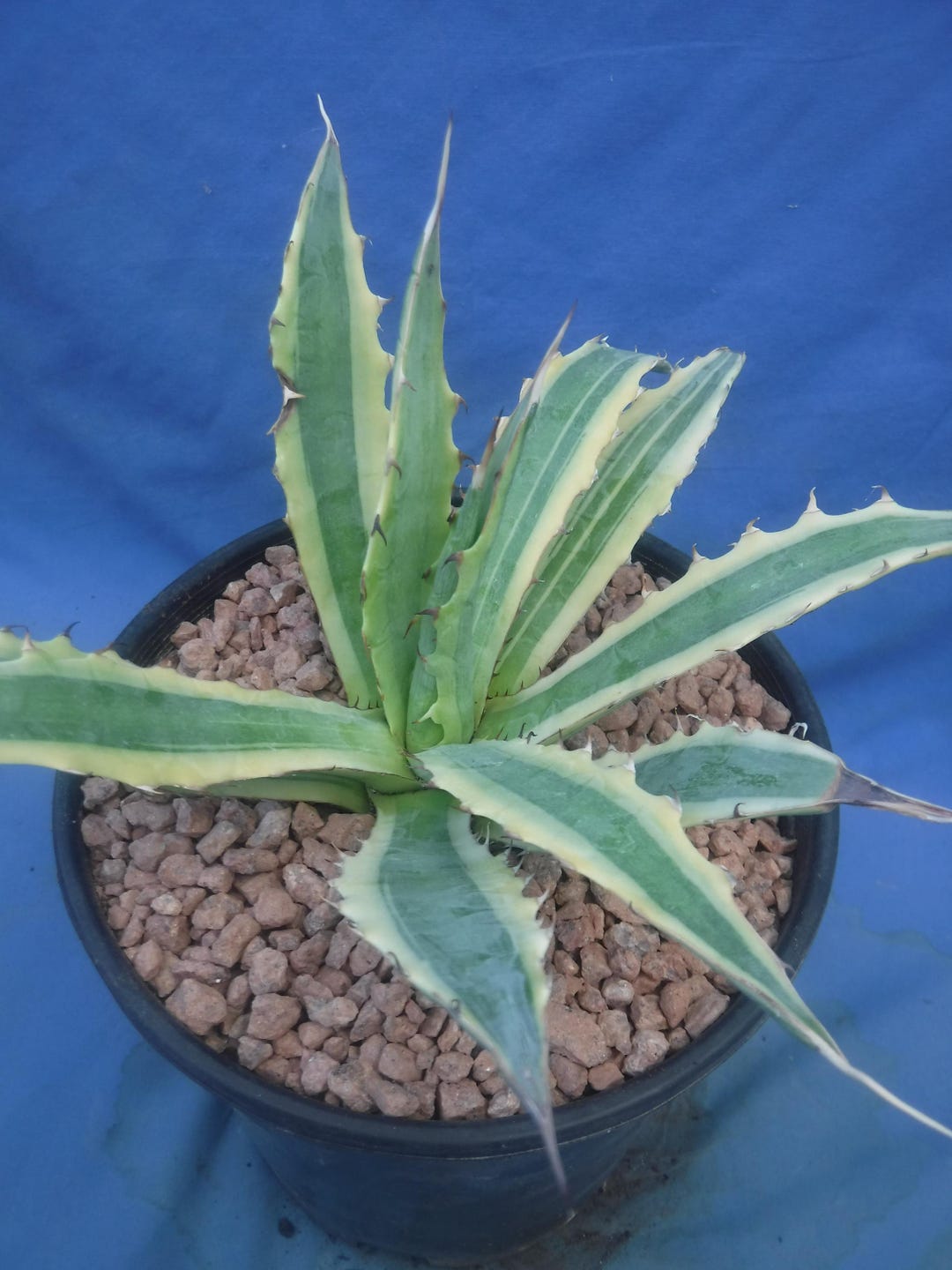 Agave Xylonacantha Variegated "frostbite" NICE COLORS 8" Wide Live ...