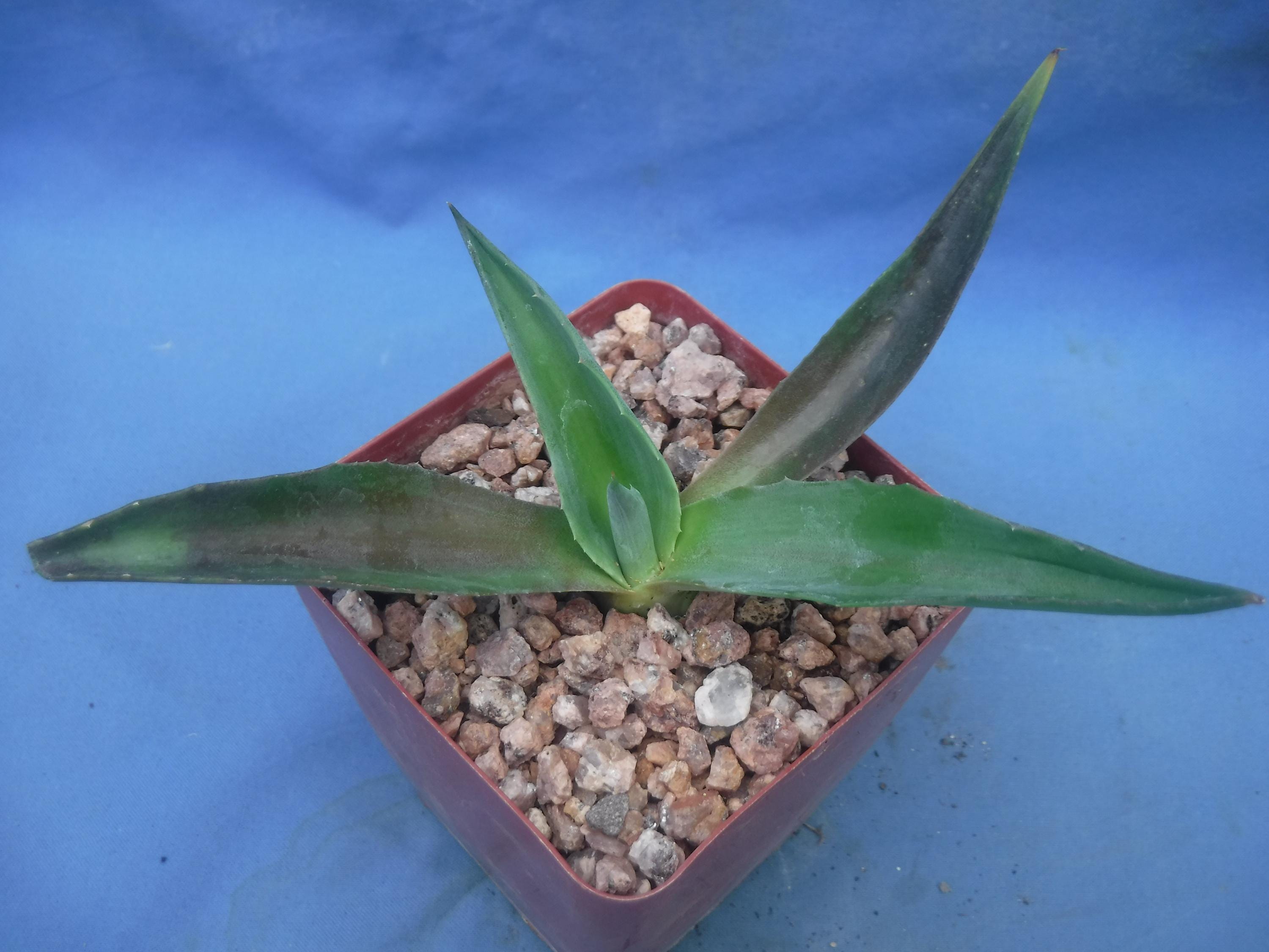 Iron Man Mangave 3"+ STARTER Plant Agave & Manfreda RARE Hybrid NEW for ...