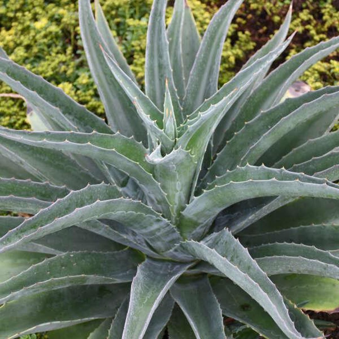 Iron Man Mangave 3"+ STARTER Plant Agave & Manfreda RARE Hybrid NEW for ...