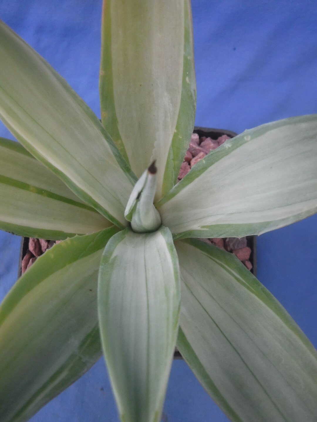 Agave Desmettiana "quicksilver" Variegated Agave Starter Plant 4" to 6 ...