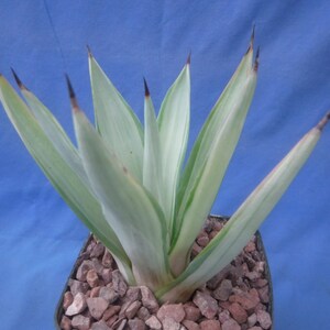 Agave Desmettiana "quicksilver" Variegated Agave Starter Plant 4" to 6 ...