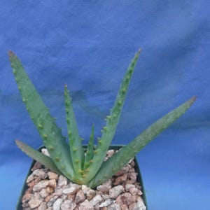 Aloe Tangerine Hybrid Arborescens X Ferox INTENSE BLOOMS STARTER Plants ...