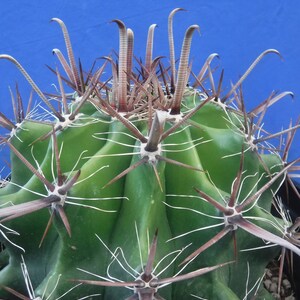 Ferocactus Gracilis Hybrid Cactus LARGE Plant Beautiful Spines 11" to ...