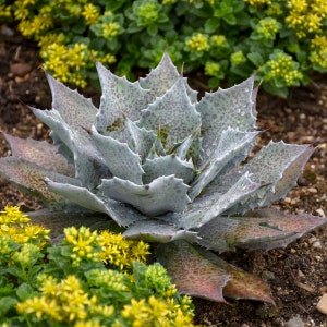 Sponge Paint Super Spotted Mangave STARTER Plant Agave & Manfreda ...