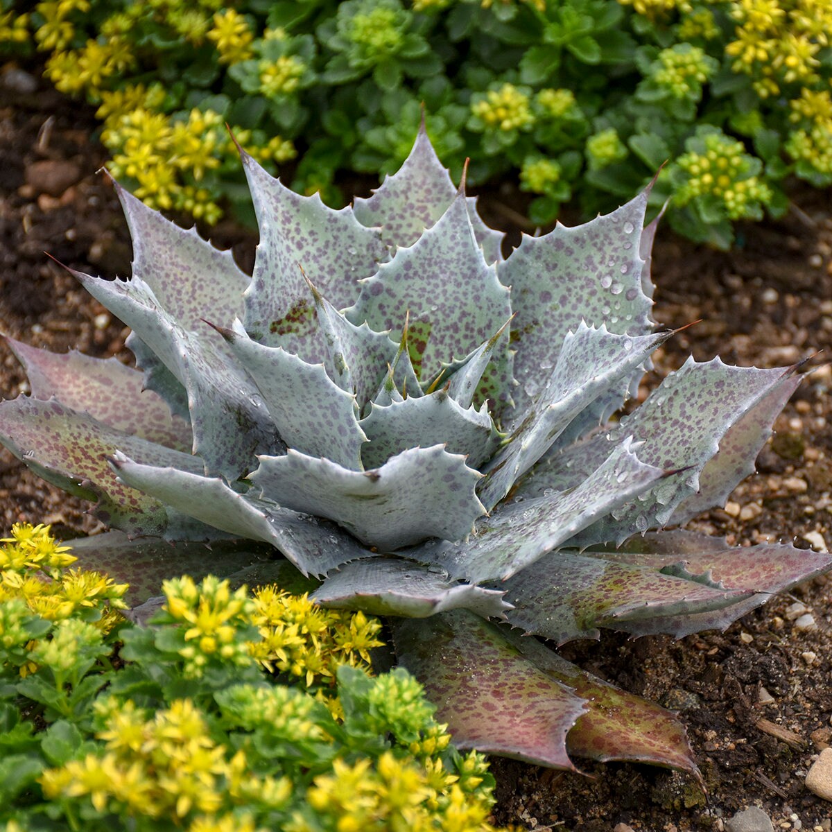 Sponge Paint Super Spotted Mangave STARTER Plant Agave & Manfreda ...